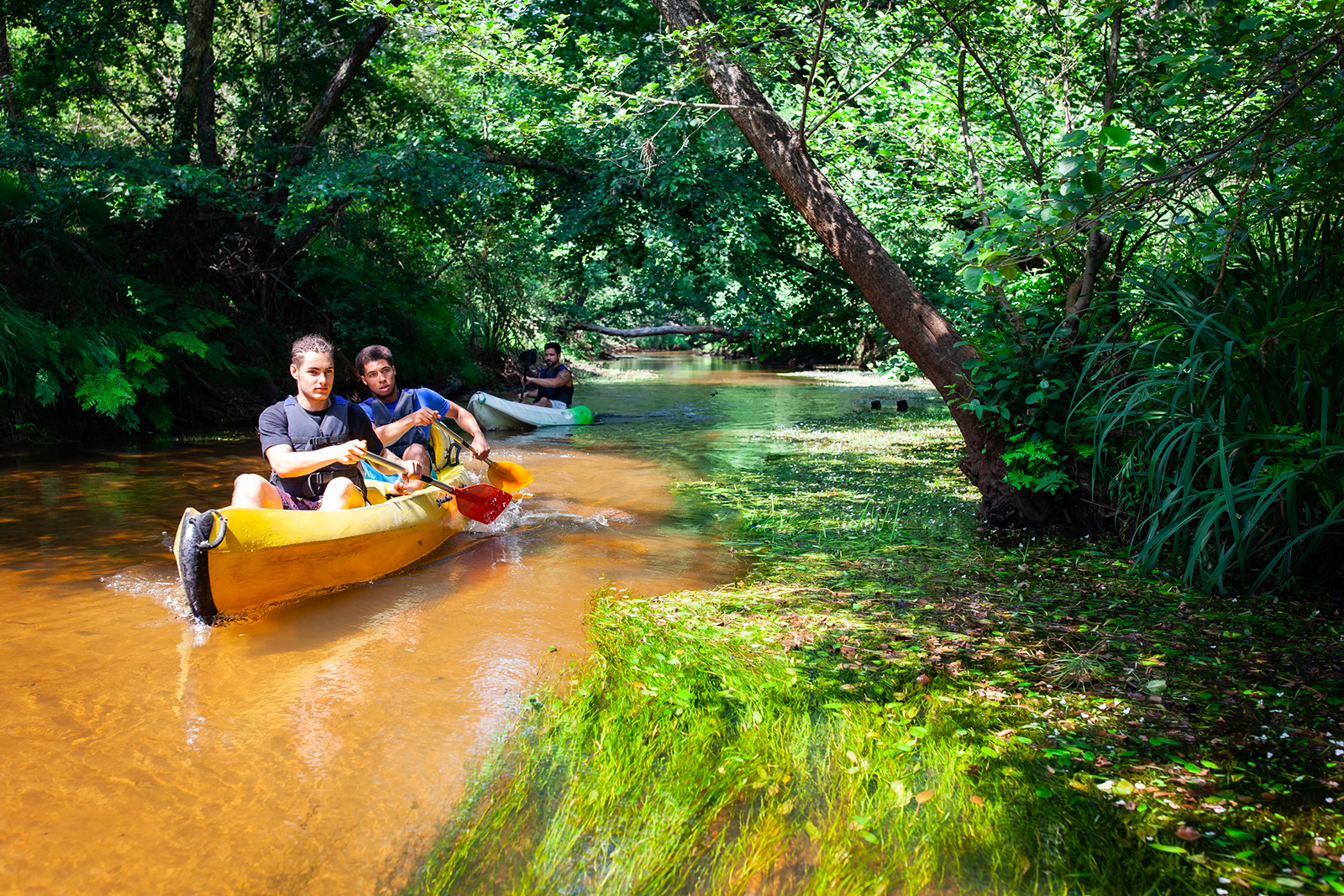 Parc naturel régional des Landes de Gascogne - Nature Reserve in Sabres ...