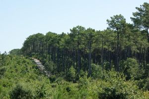 Les Landes, Tourisme & Vacances Dans Les Landes - Visiter Les Landes